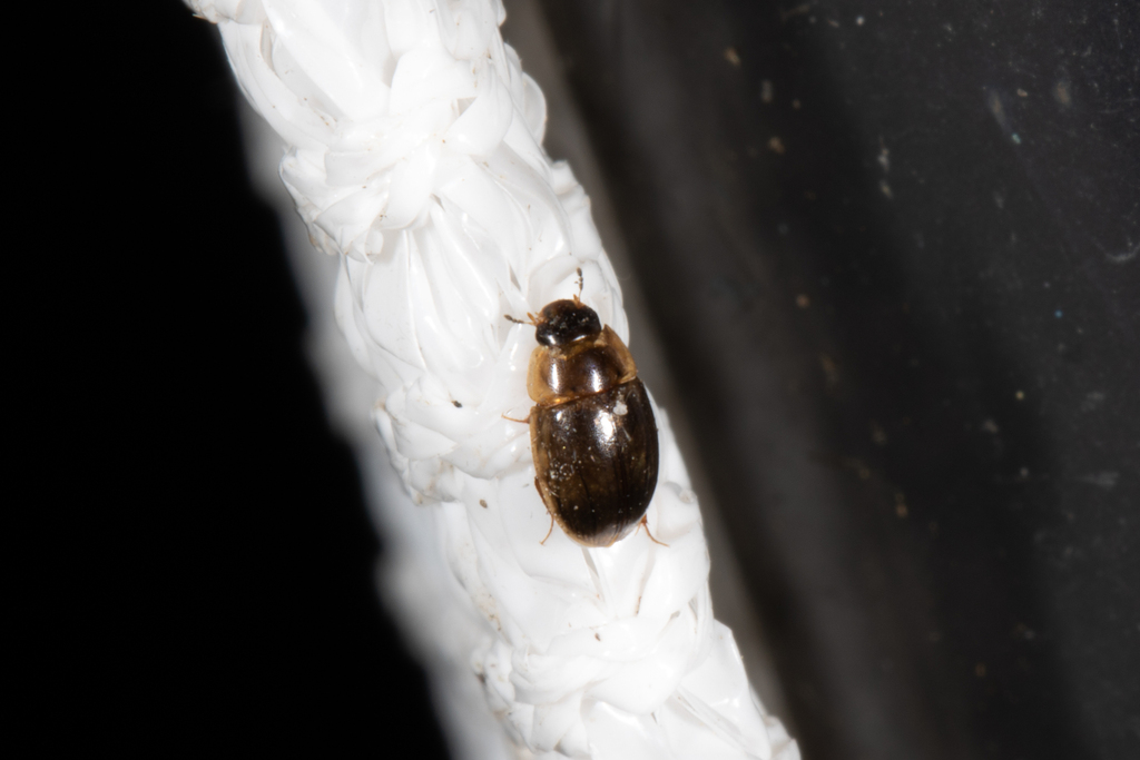 Enochrus in June 2024 by Evelyn Marie Foley · iNaturalist