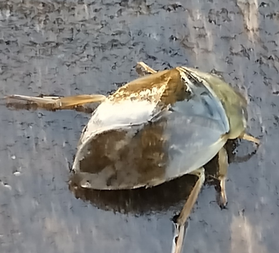 Ilyocoris cimicoides cimicoides from Kyievo-Sviatoshyns'kyi, UA-KV, UA ...