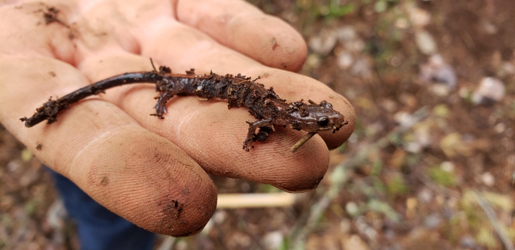 Eastern Red-backed Salamander from Fall Lake Township, MN, USA on May ...