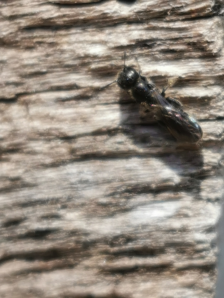 Small Scissor Bee from London NW2, UK on June 21, 2024 at 01:39 PM by ...