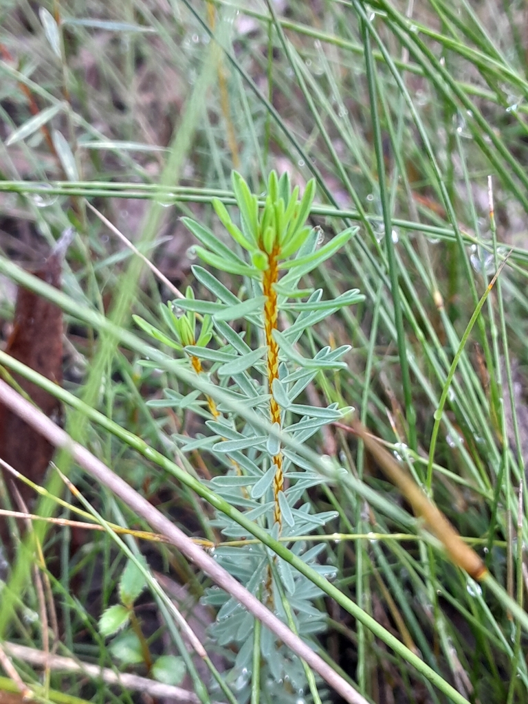 swamp bush-pea in June 2024 by Armon Aristidou. FFG: EN Bunyip SP ...