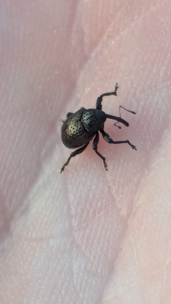 Chalcodermus inaequicollis in June 2024 by Erik · iNaturalist