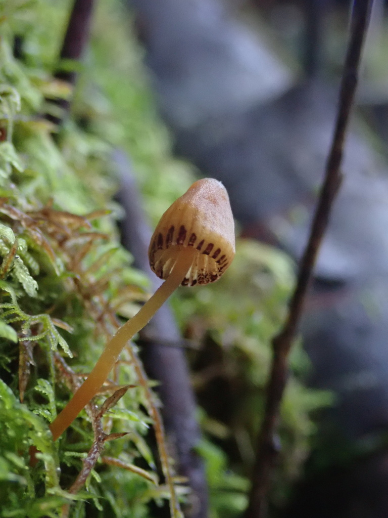 Moss Bells from Tasmania, Wellington Park, TAS, AU on June 21, 2024 at ...