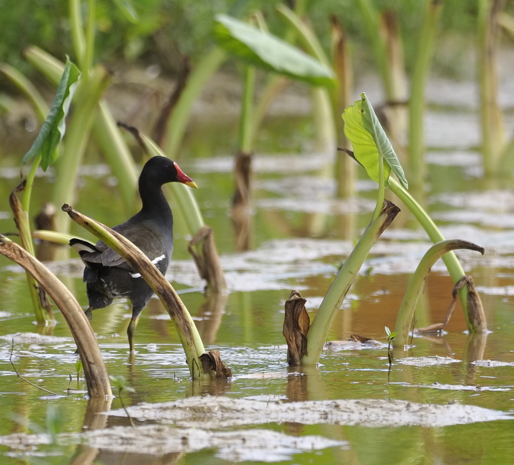 Common Moorhen in June 2024 by S. Dowell · iNaturalist