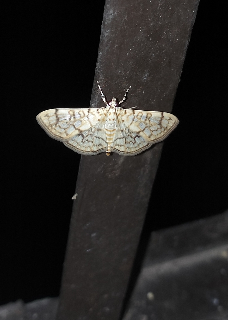 Cotton Leaf Roller from GWV7+JJR, Raozan 4346, Bangladesh on June 22, 2024 at 07:52 PM by ...