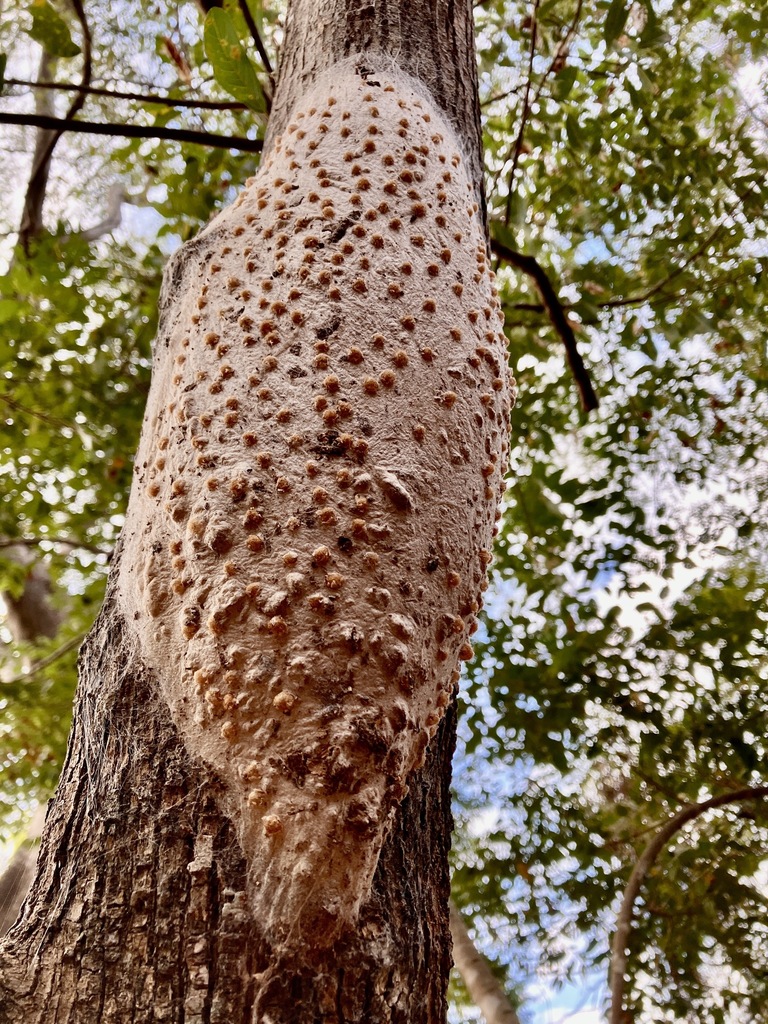 Hypsoides from Marovoay, Madagascar on June 15, 2024 at 03:53 PM by Len ...