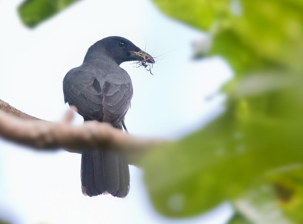 North Melanesian Cuckooshrike (Bird Species Guide - Tetepare) · iNaturalist