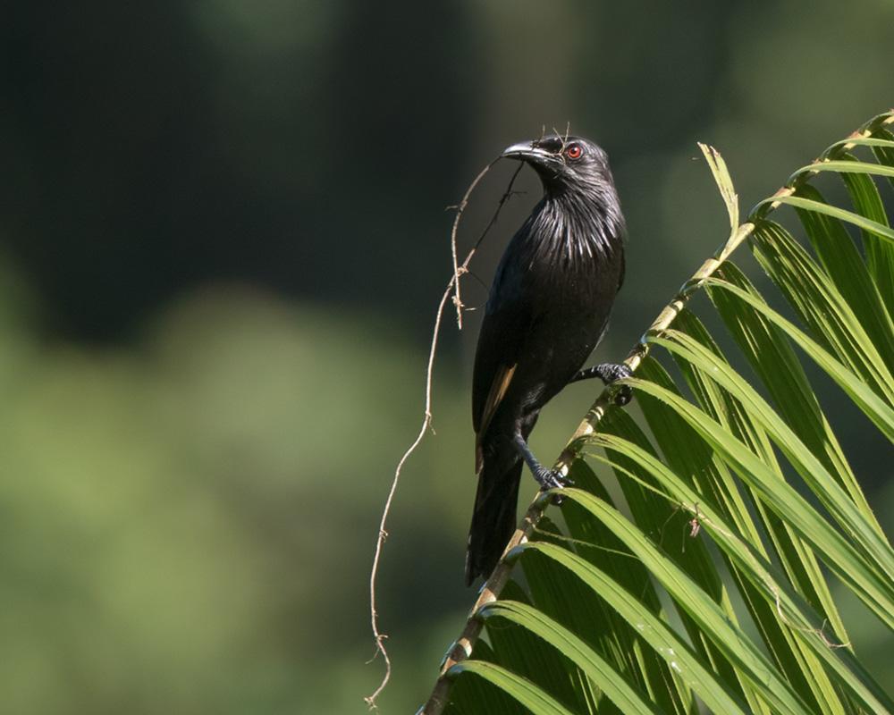 Brown-winged Starling (Bird Species Guide - Tetepare) · iNaturalist