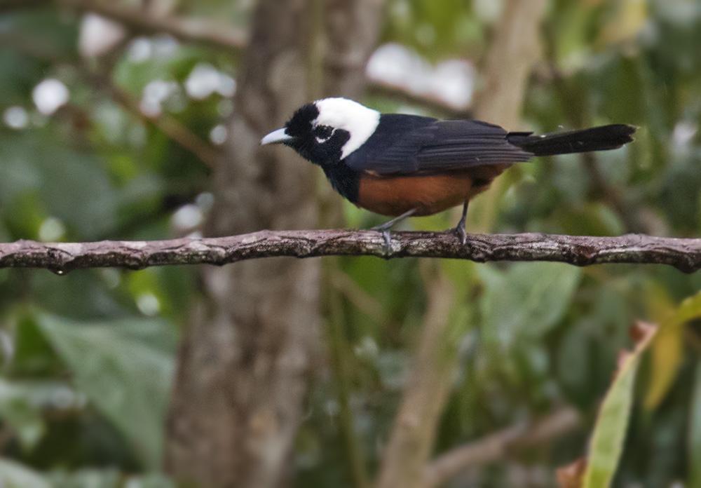 White-capped Monarch (Bird Species Guide - Tetepare) · iNaturalist