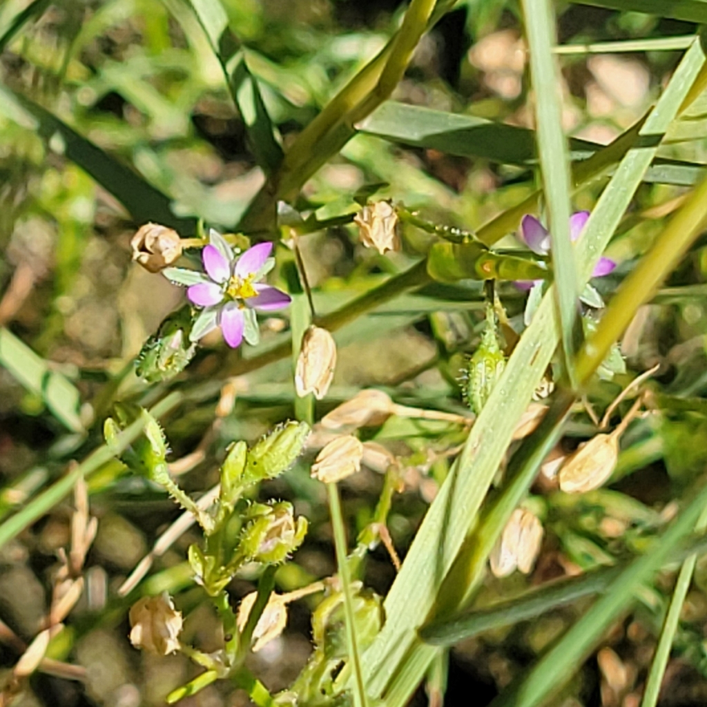 Red Sand Spurrey from Dewey Beach, DE 19971, USA on June 22, 2024 at 11 ...