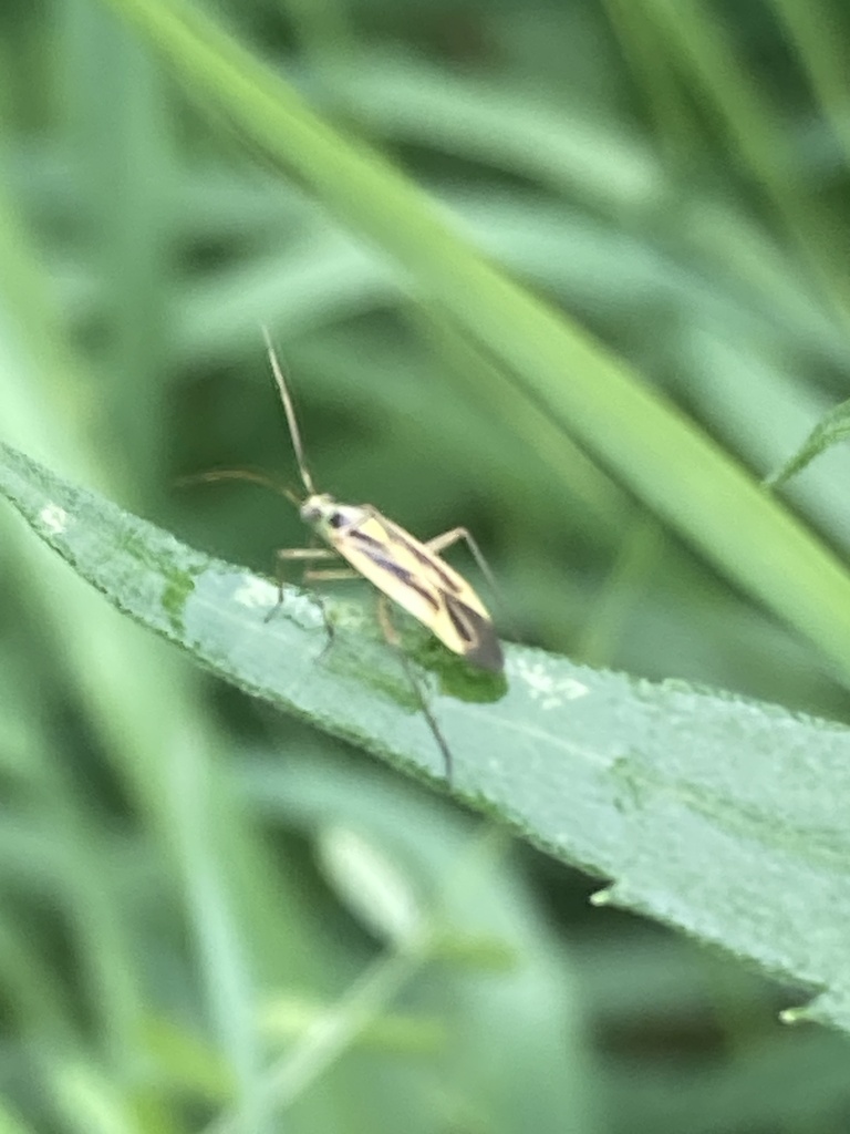 Two-spotted Grass Bug from Mono, ON, CA on June 22, 2024 at 10:45 AM by ...
