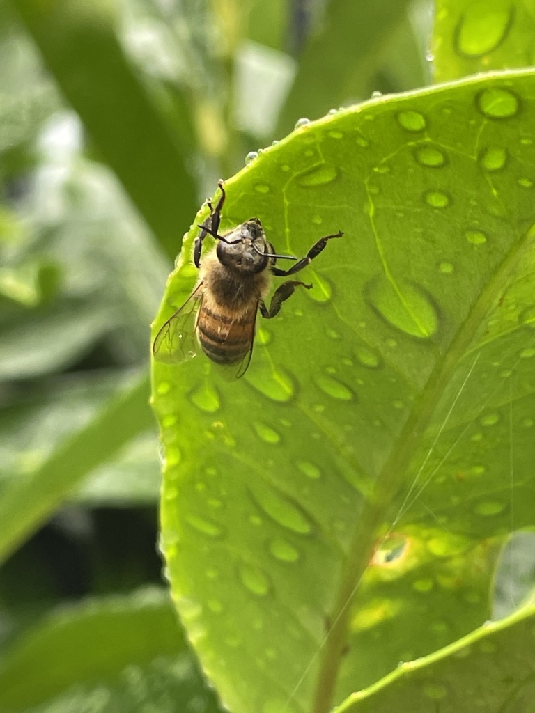 Western Honey Bee from Coulée Verte René Dumont, Paris, Île-de-France ...