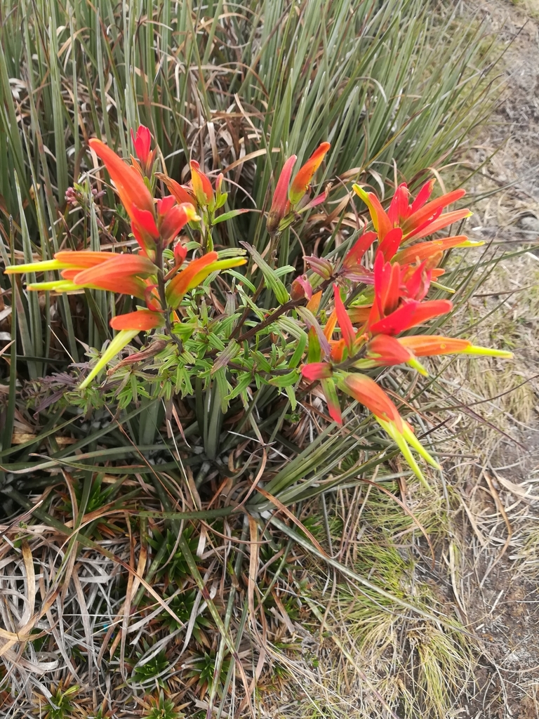 Castilleja integrifolia from Belmira, Antioquia, Colombia on April 28 ...