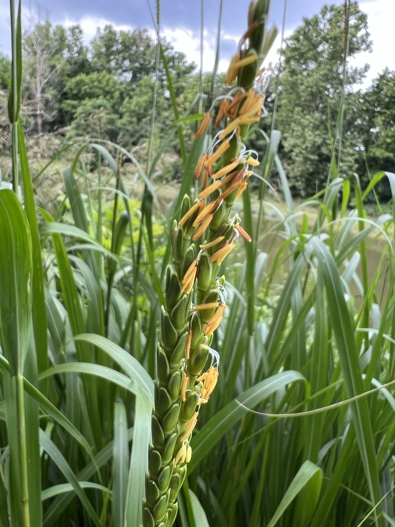 eastern gamagrass from Central Arkansas River Trail, North Little Rock ...