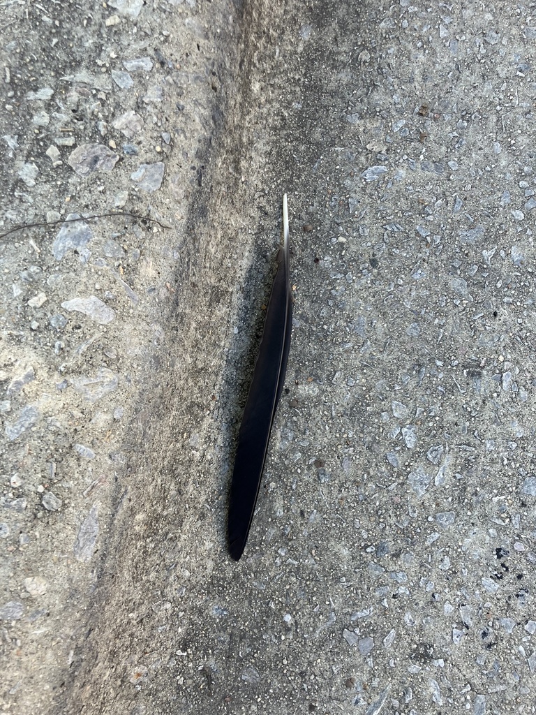 Crows and Ravens from Renaissance Center, Durham, NC, US on June 22 ...