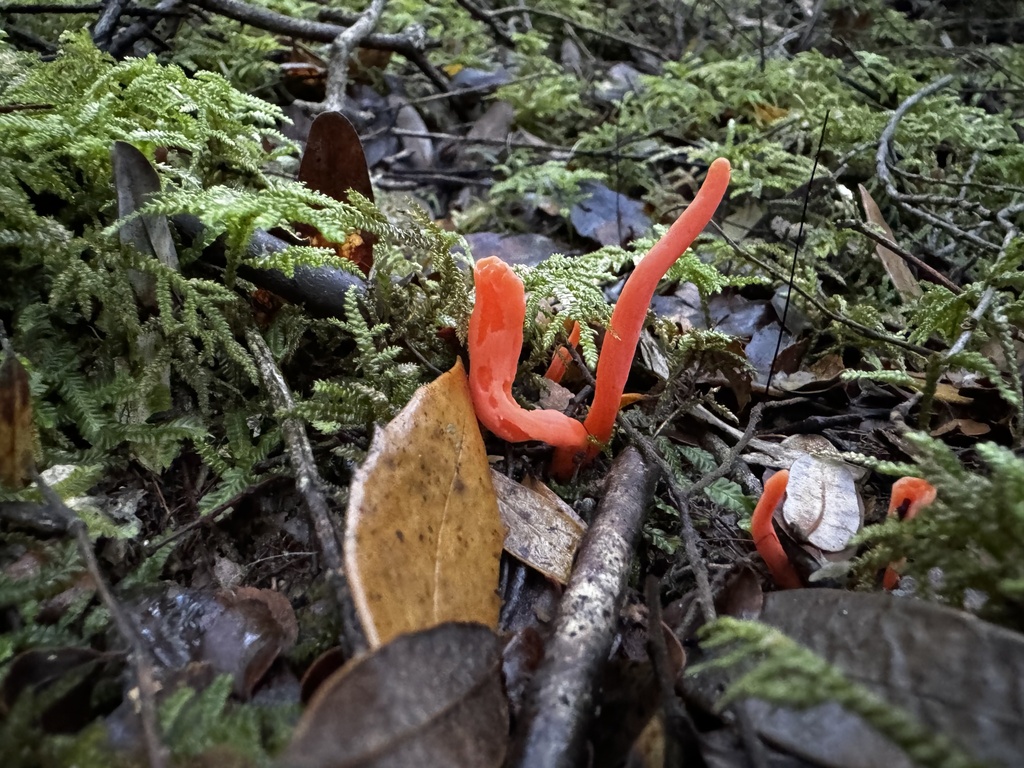 Flame fungus from Sumac Forest Reserve, West Coast, TAS, AU on June 22 ...