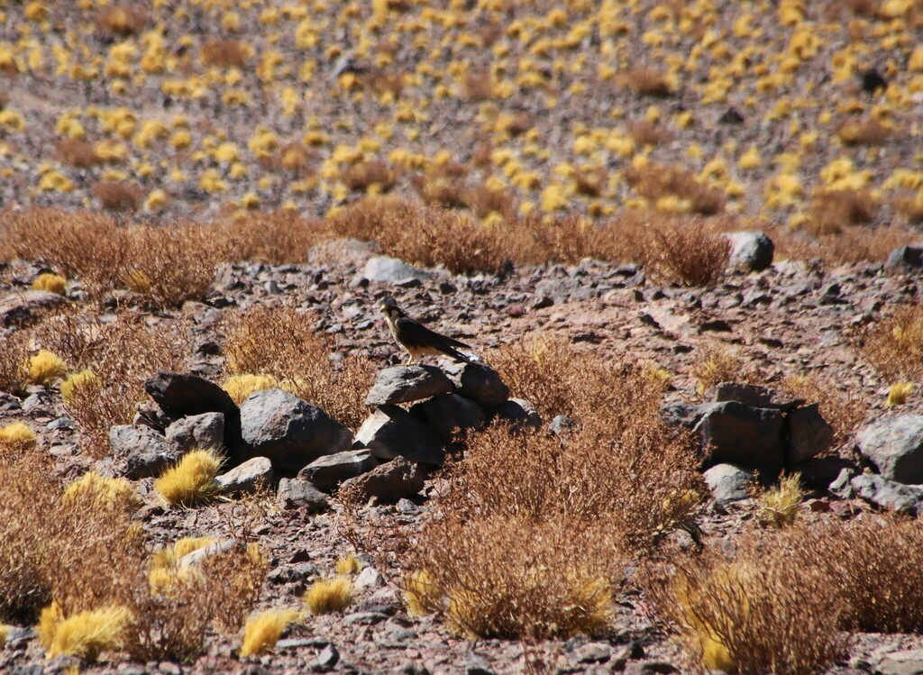 Aplomado Falcon from Antofagasta, Chile on November 15, 2021 at 03:15 ...