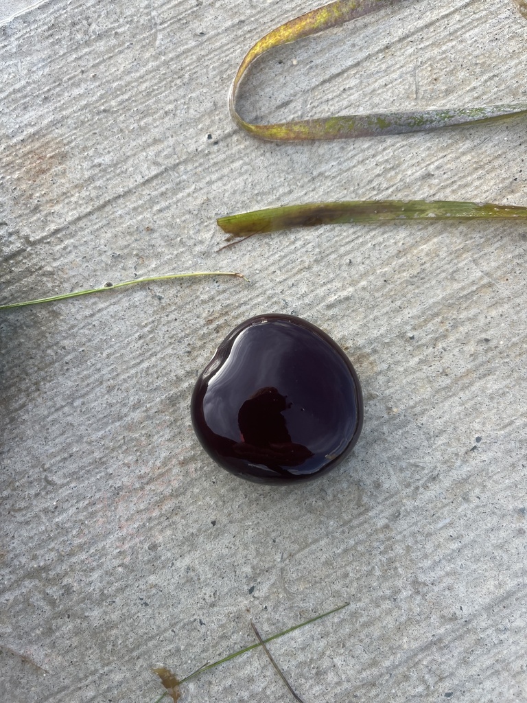 sea heart from University of Texas Marina, Port Aransas, TX, US on June ...