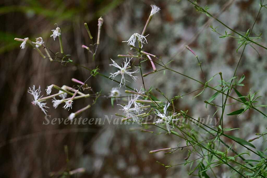 Silene fortunei from 中国安徽省宣城市泾县 on June 16, 2024 at 04:58 PM by Kaniska ...