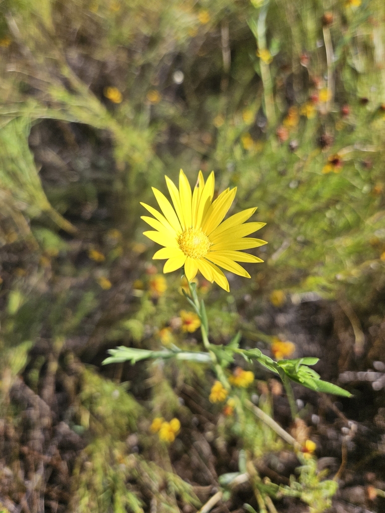 Sleepy Daisy from Gillespie County, US-TX, US on June 22, 2024 at 06:29 ...