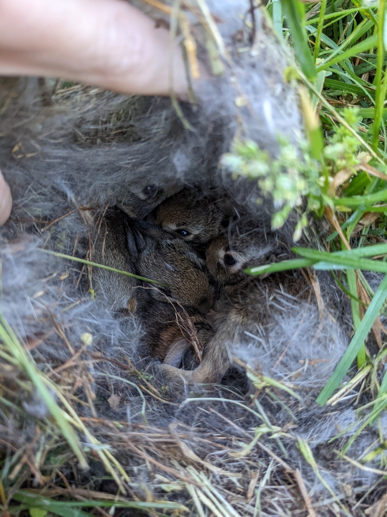 Eastern Cottontail from Colonial Beach, VA 22443, USA on May 17, 2022 ...
