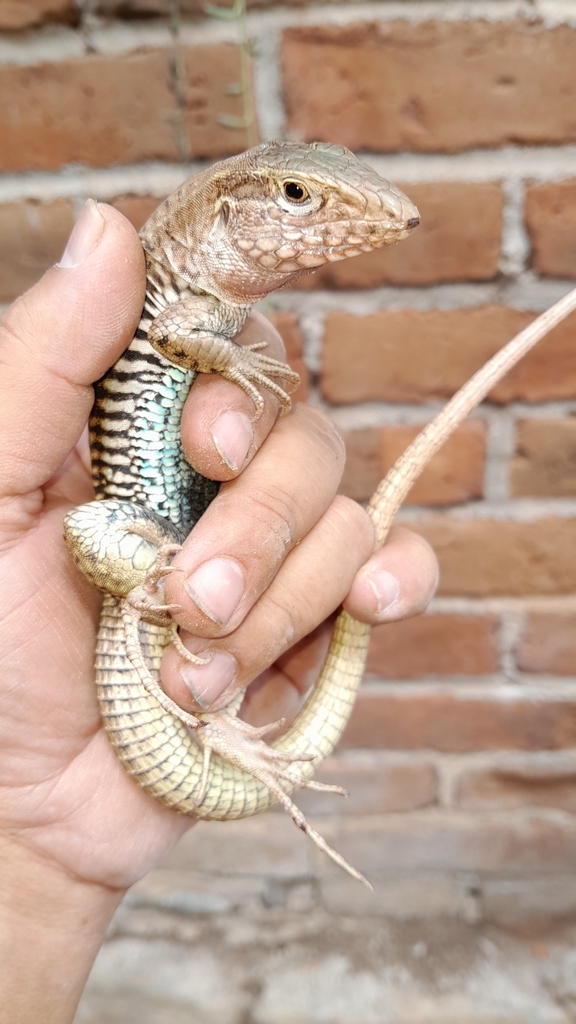 huico llanero desde 63990 Estancia de los López, Nay., México el 22 de ...
