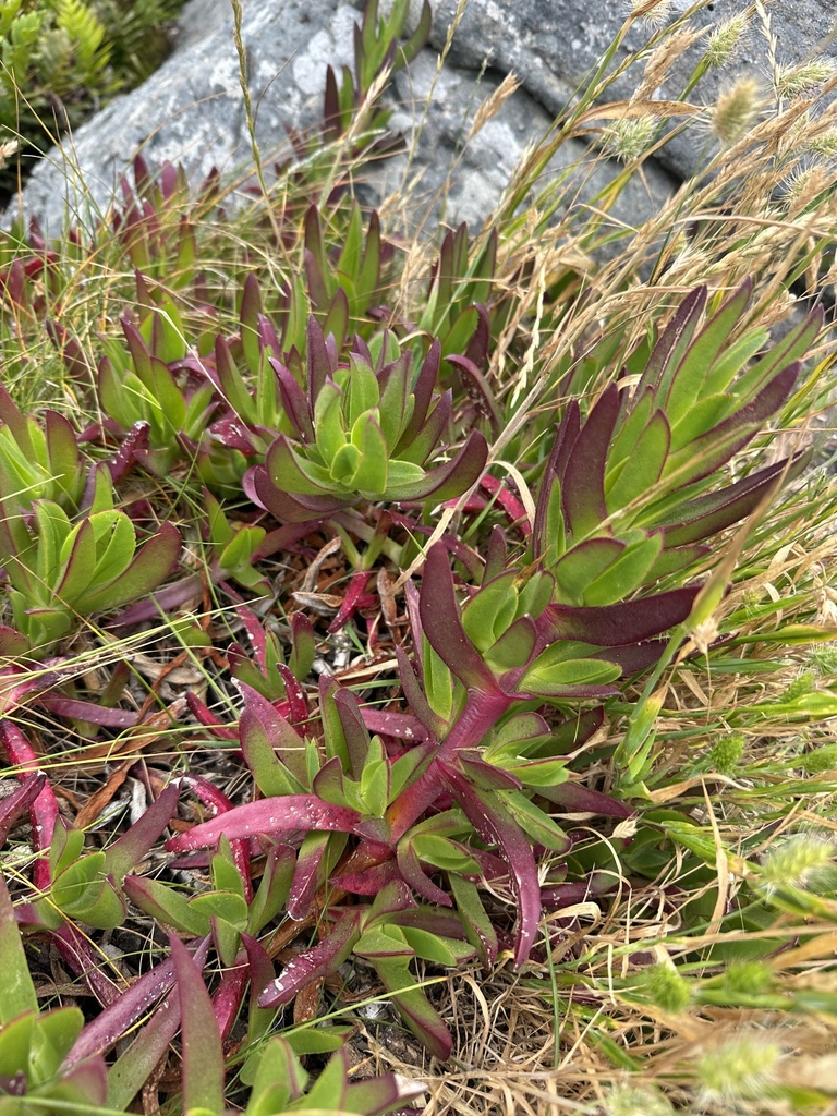 sea fig from Battery Point Island, Crescent City, CA, US on June 22 ...