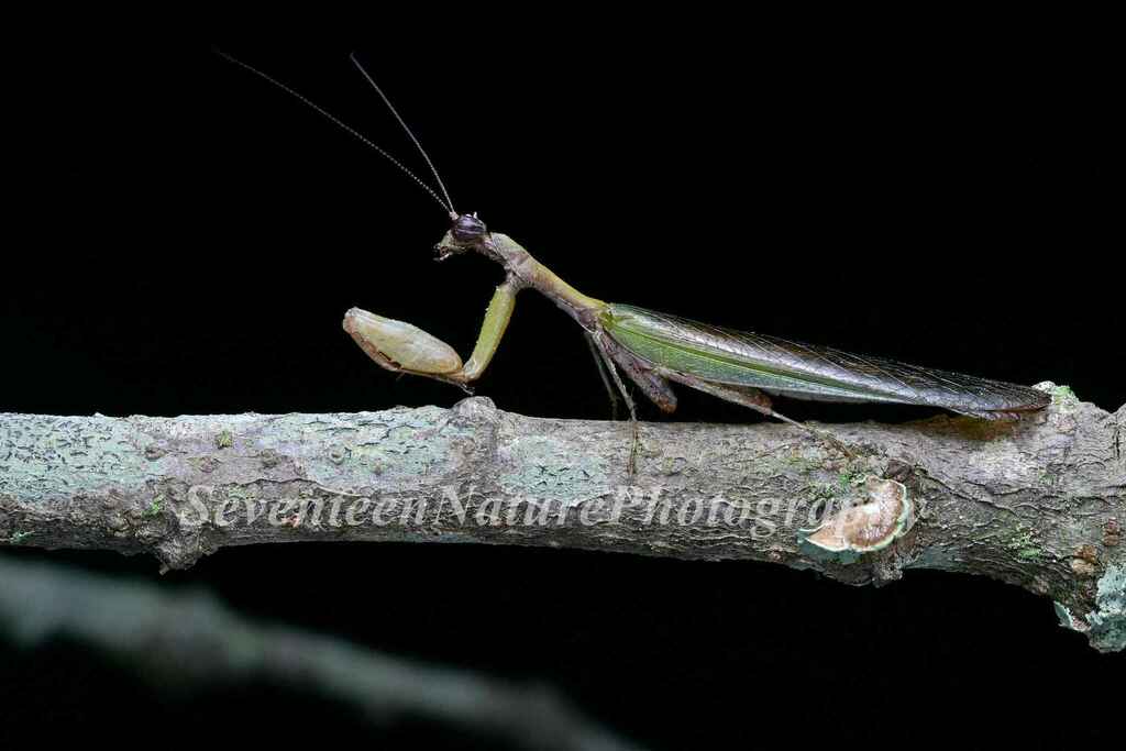 Acromantis from 中国安徽省宣城市泾县 on June 16, 2024 at 09:37 PM by Shi Qi ...