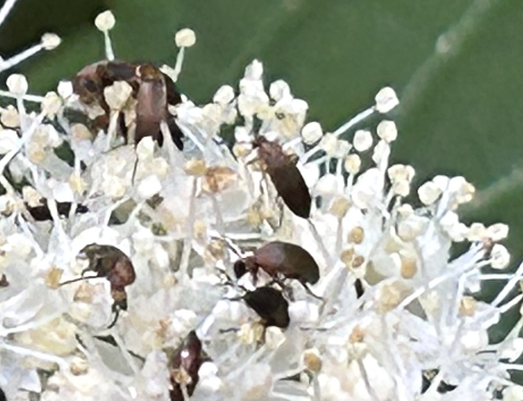 Water, Rove, Scarab, Long-horned, Leaf, and Snout Beetles from Great ...