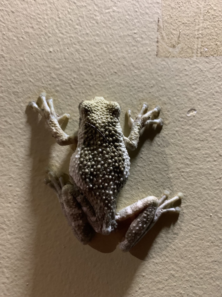 Golden-eyed Tree Frogs from Juticalpa, Olancho, HN on June 21, 2024 at ...