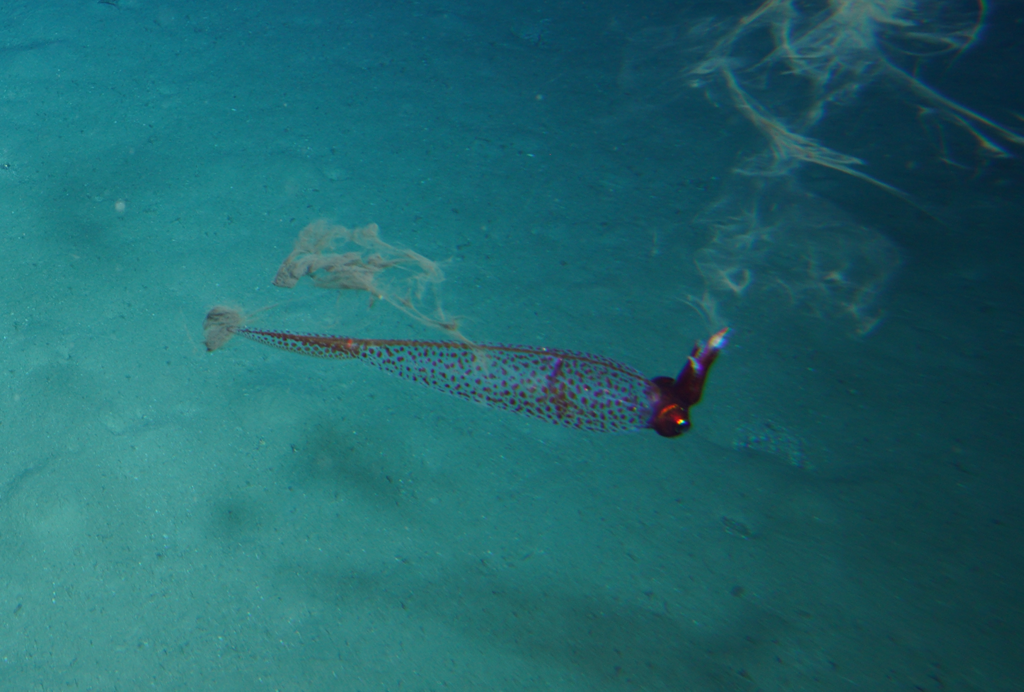 Taonius on June 17, 2024 at 04:18 PM by Phoebe Peng. Imagery taken ...