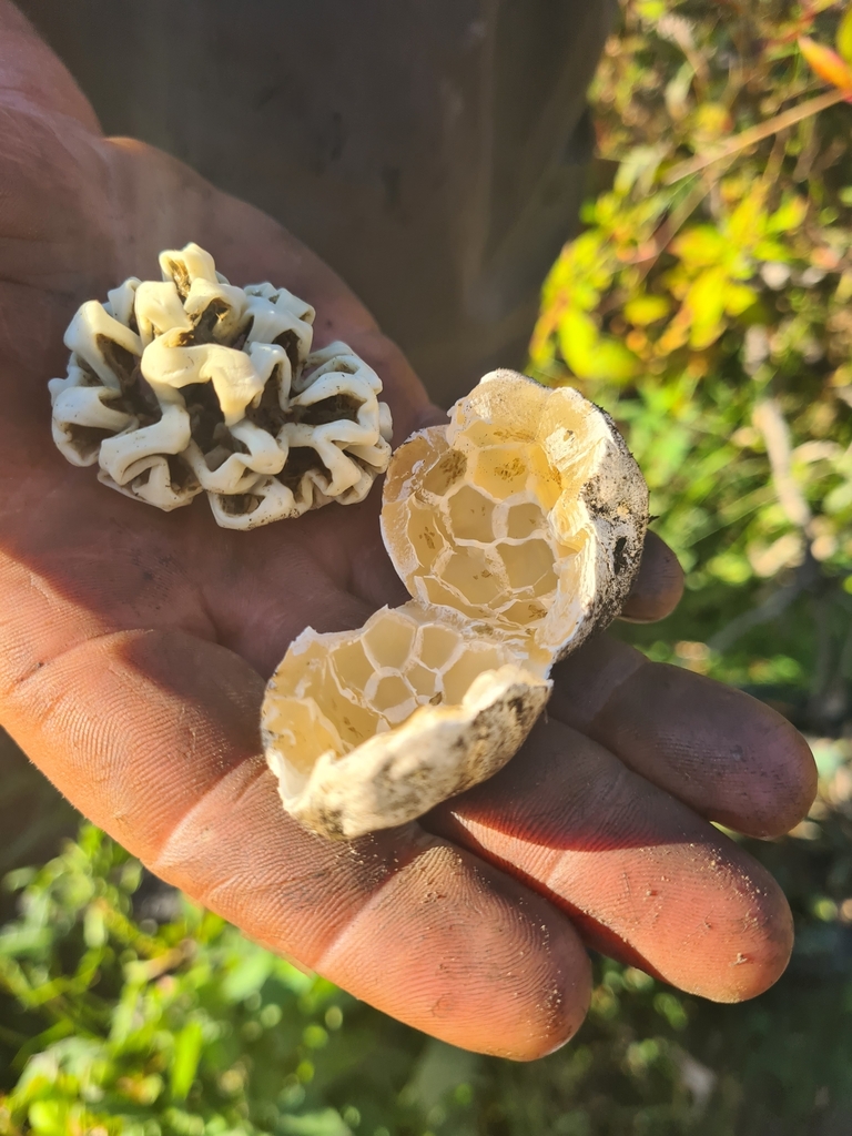 smooth cage fungus from Coolagolite NSW 2550, Australia on June 23 ...