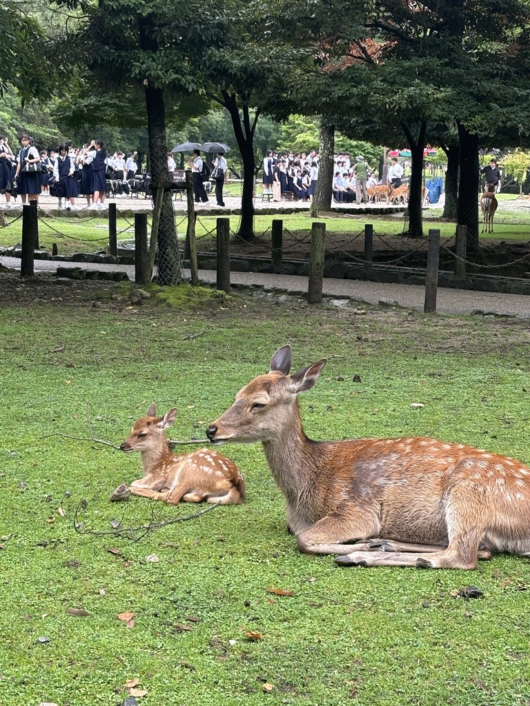 Sika Deer from Nara Park, Nara, Nara, JP on June 23, 2024 at 11:29 AM ...