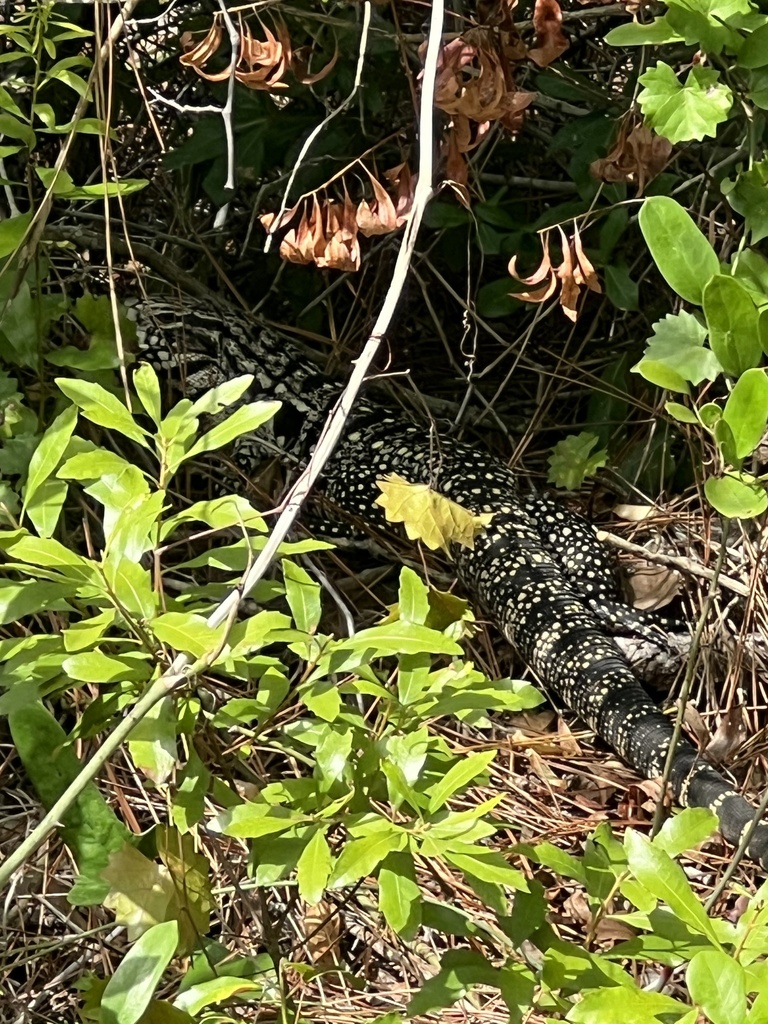 Argentine Black-and-white Tegu from Punta Gorda, FL, US on June 19 ...