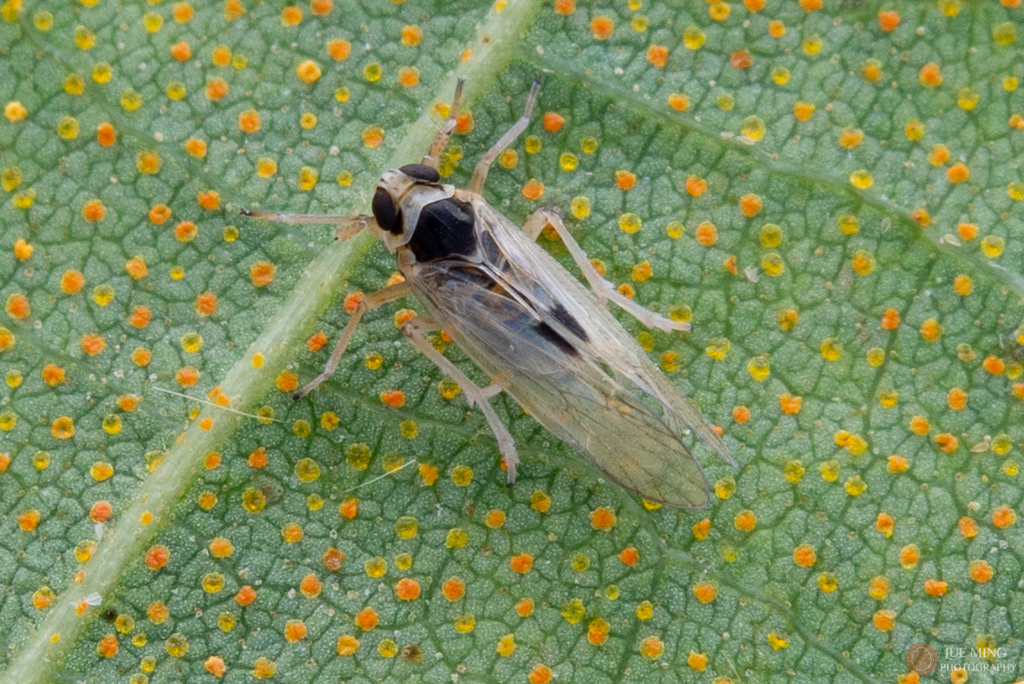 small brown planthopper from 中国浙江省杭州市淳安县 on June 12, 2024 at 09:10 PM ...