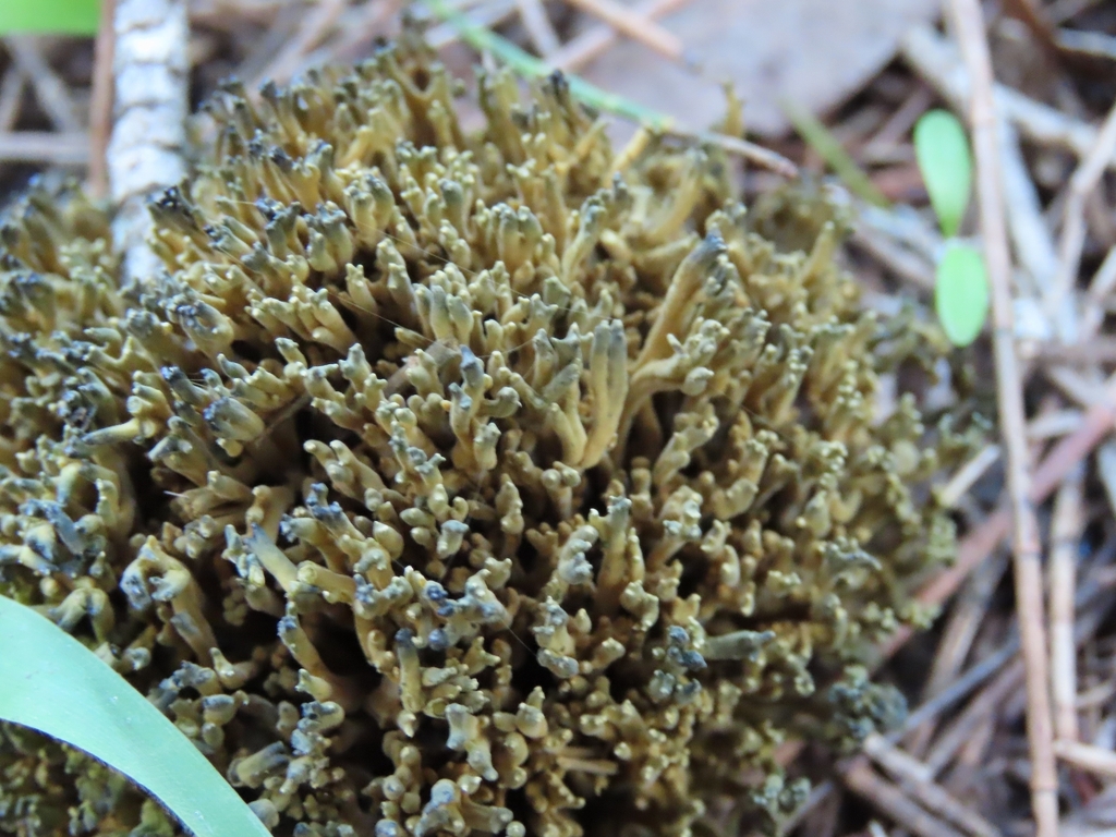 Fungi Including Lichens from Wallaga Lake NSW 2546, Australia on June ...