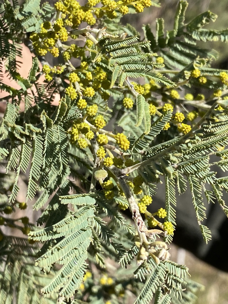 Botrycephalae from Kelly Tree Picnic Area, Archerton, VIC, AU on June ...
