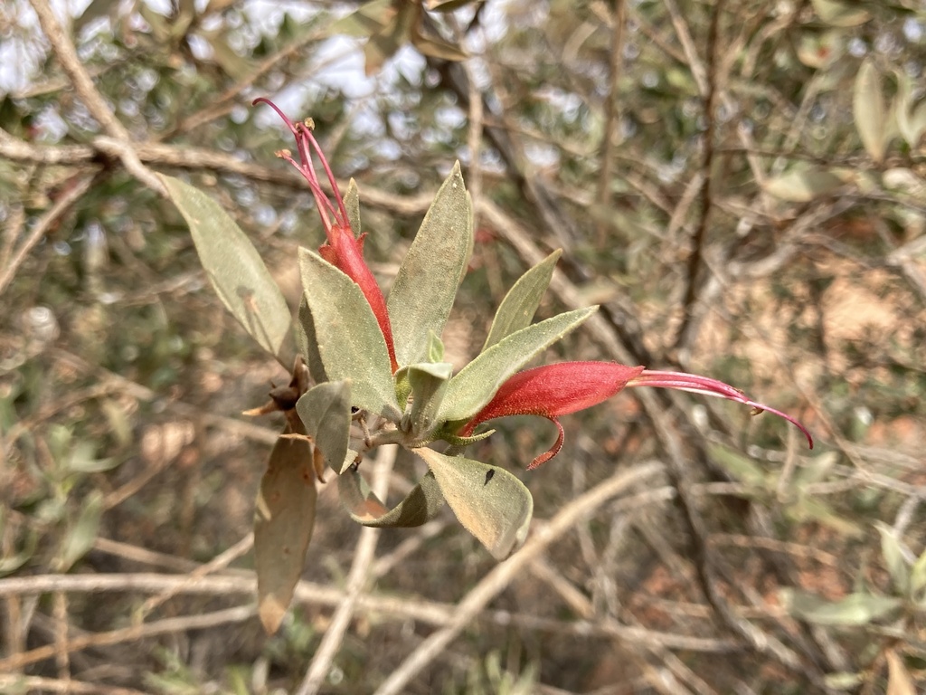 Common Emu-Bush from Woomera Prohibited Area, Mount Eba, SA, AU on June ...