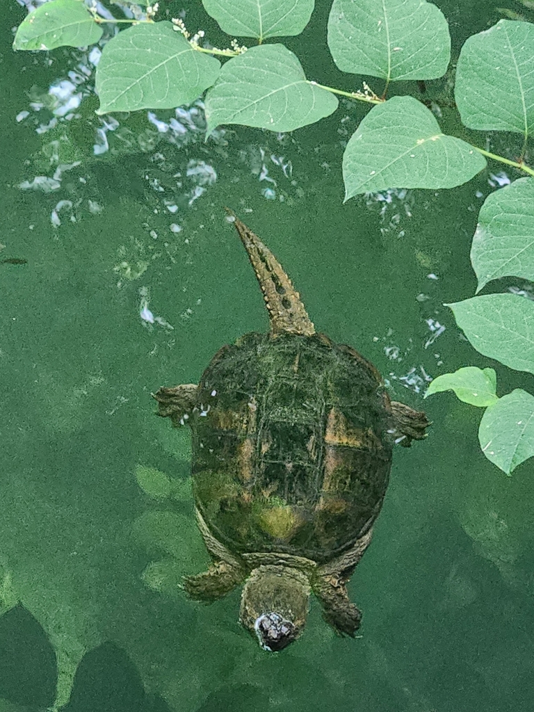 Common Snapping Turtle from Overbrook Farms, PA 19151, USA on June 22 ...