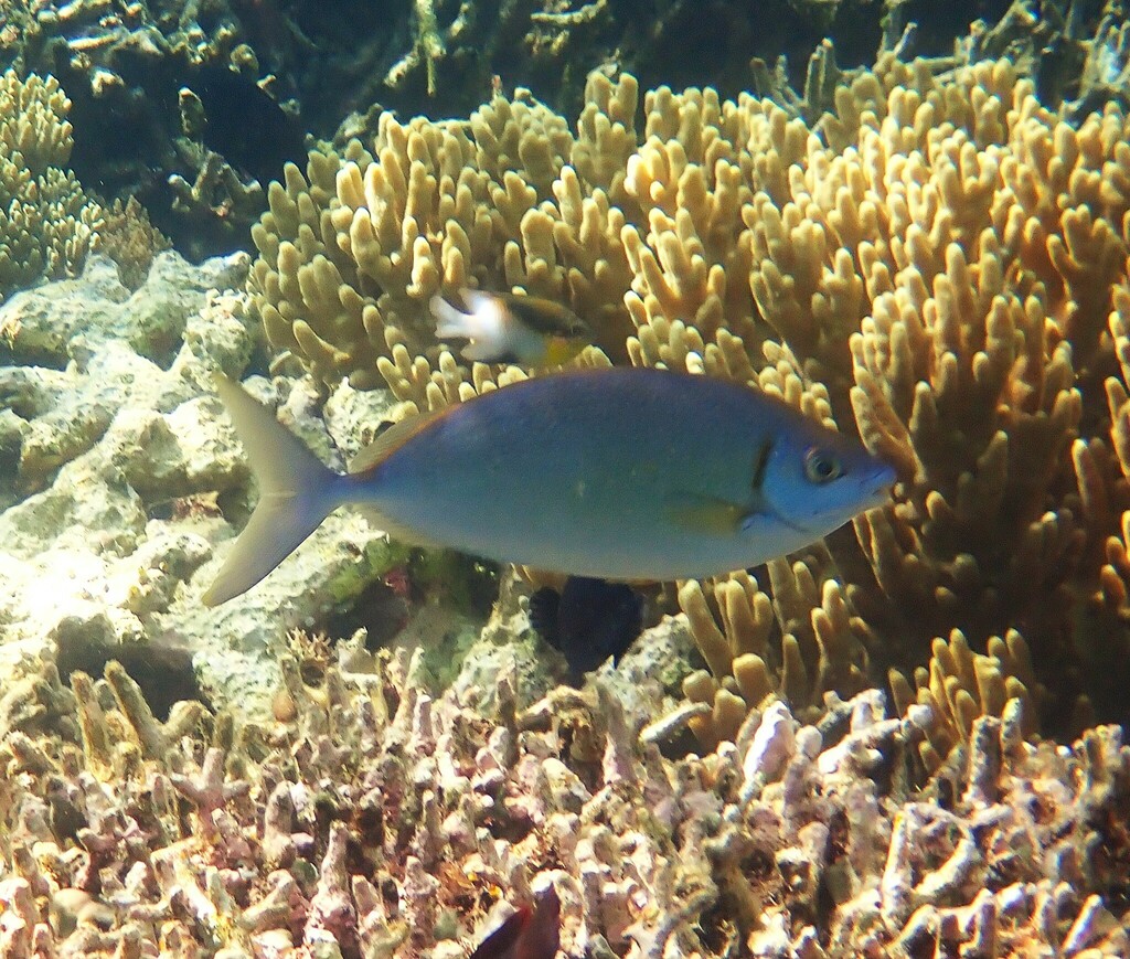 Forktail Rabbitfish from Yellu, South Misool, Raja Ampat Regency, West ...