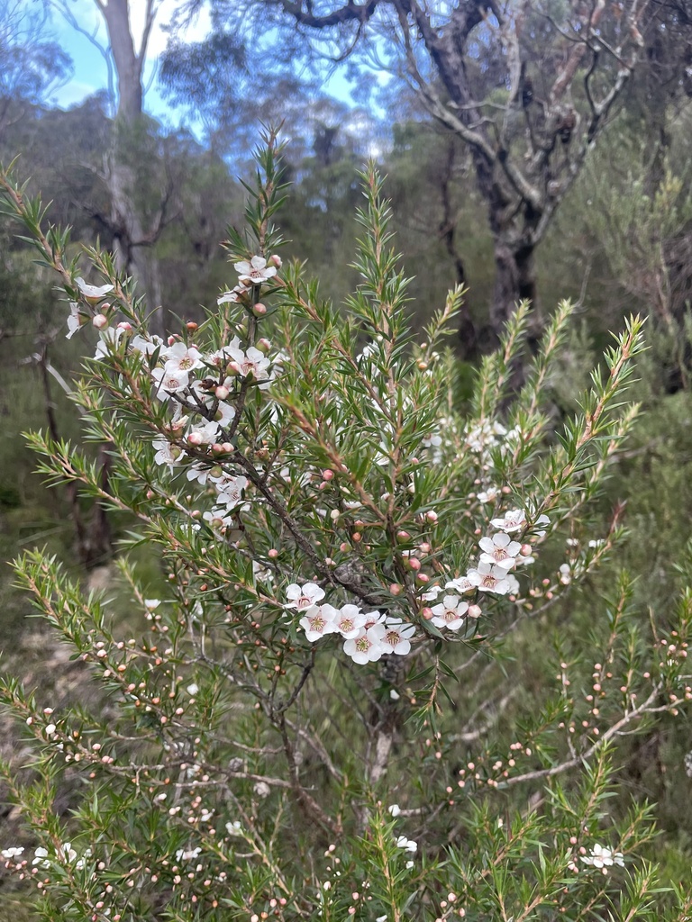 prickly tea-tree from Blue Mountains National Park, Blue Mountains ...