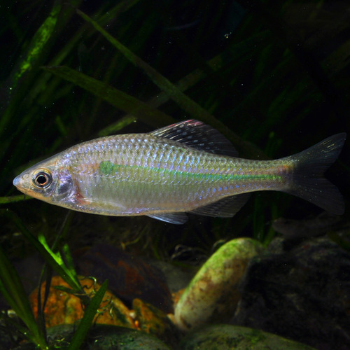 Acheilognathus yamatsutae · iNaturalist Mexico