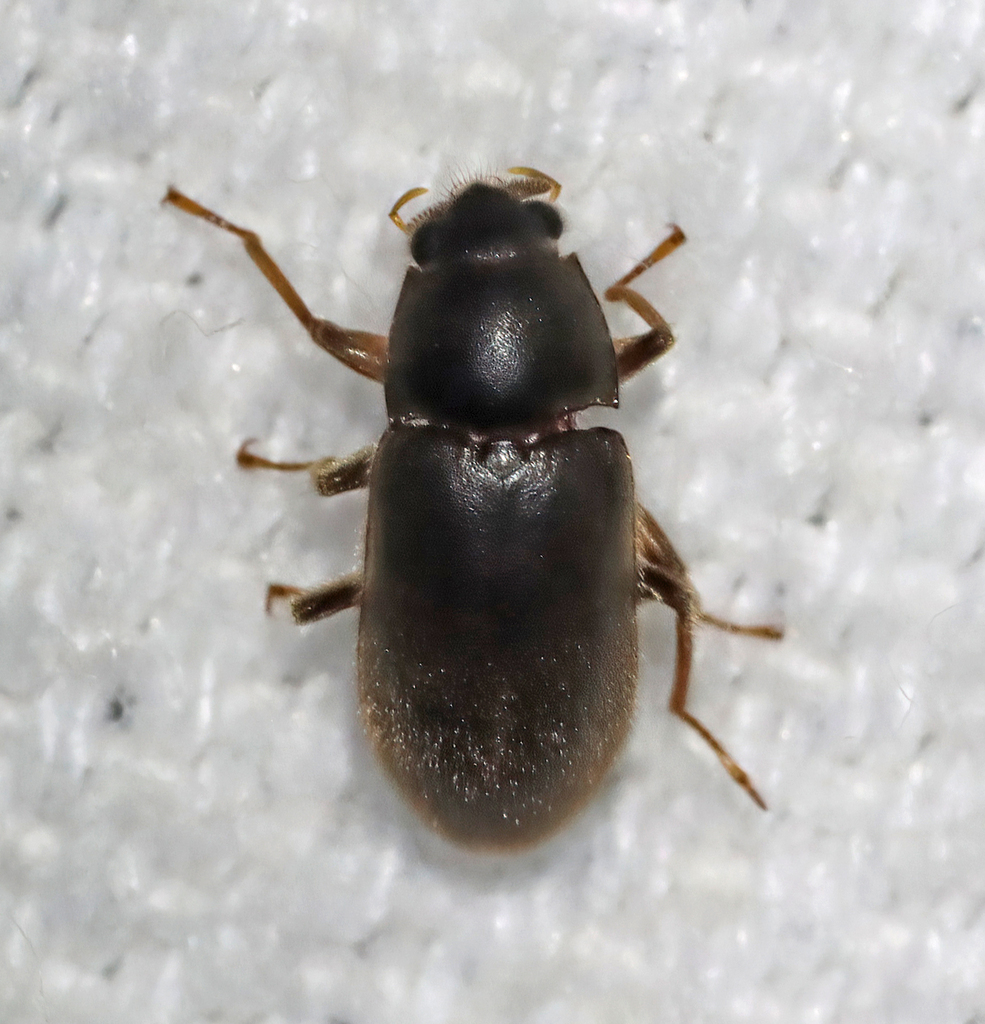Pelonomus obscurus from Wekiwa Springs, FL 32779, USA on June 20, 2024 ...