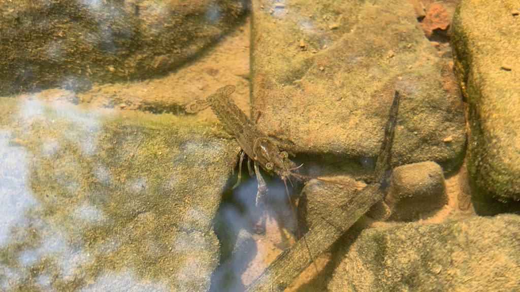 Virile Crayfish from Stony Brook, Pennington, NJ, US on June 21, 2024 ...