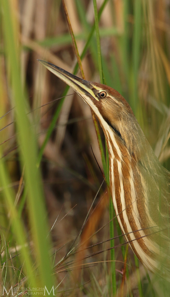Large Bitterns (Botaurus) - Avian Discovery