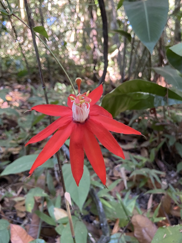 Passiflora cristalina from Avenida A, Alta Floresta, MT, BR on June 23 ...