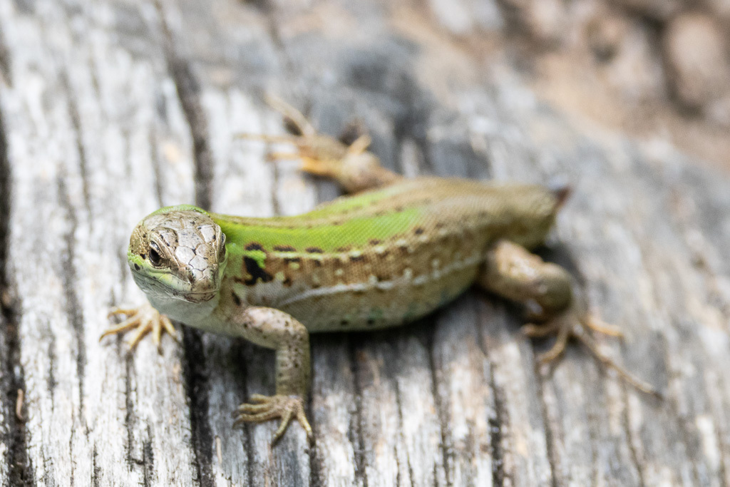 Italian Wall Lizard from Prospect Heights, Brooklyn, NY, USA on June 23 ...