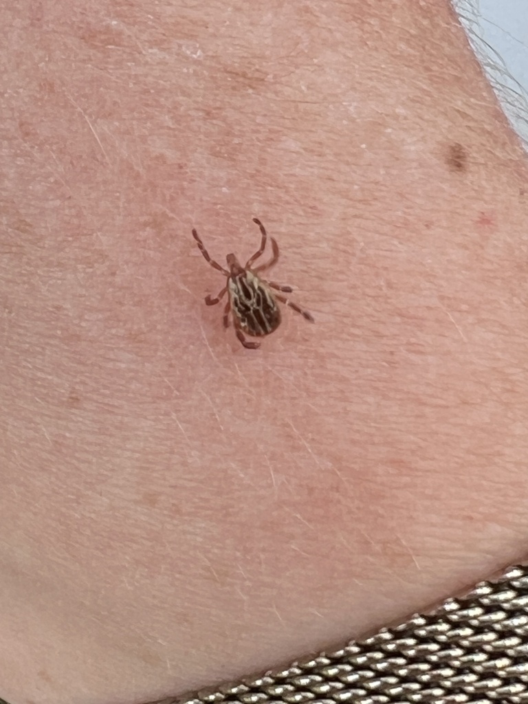 Gulf Coast Tick from Kent Island, Stevensville, MD, US on June 23, 2024 ...