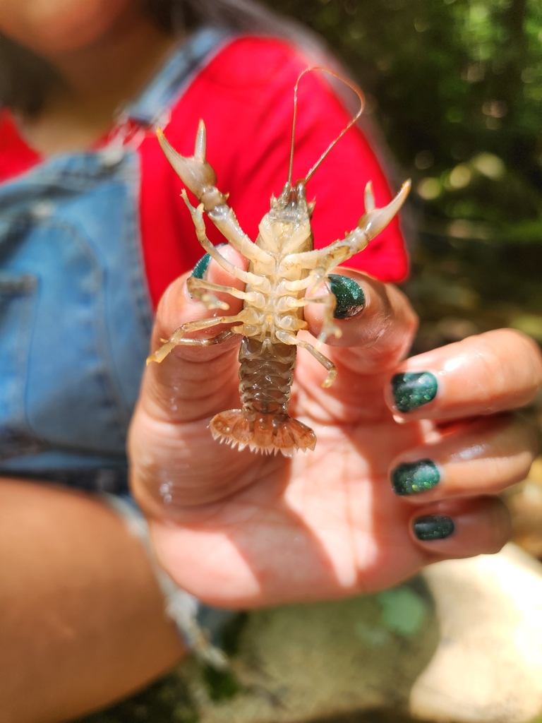 Eastern Crayfish from Watauga County, Blue Ridge Parkway, US-NC, US on ...