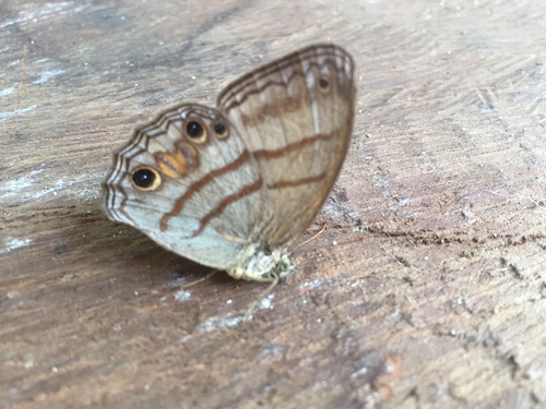 Occulta ocnus · iNaturalist